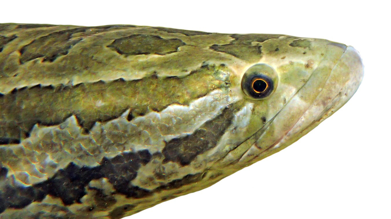 Snakehead pmk00001 CCbyNC.jpg | FWS.gov